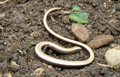 Martin's Moths: Worth a silver spoon