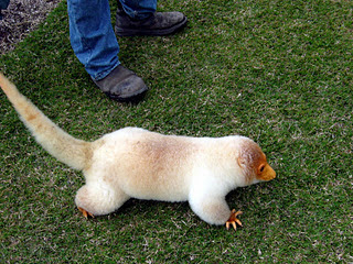 Cuscus | The Life of Animals