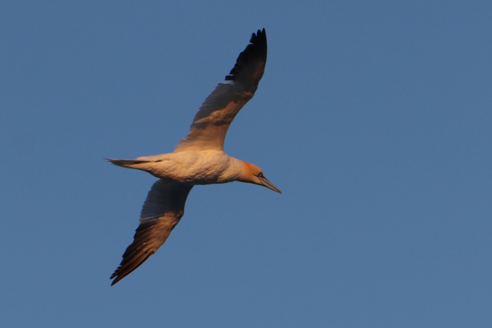 Muckle Shetland Blog