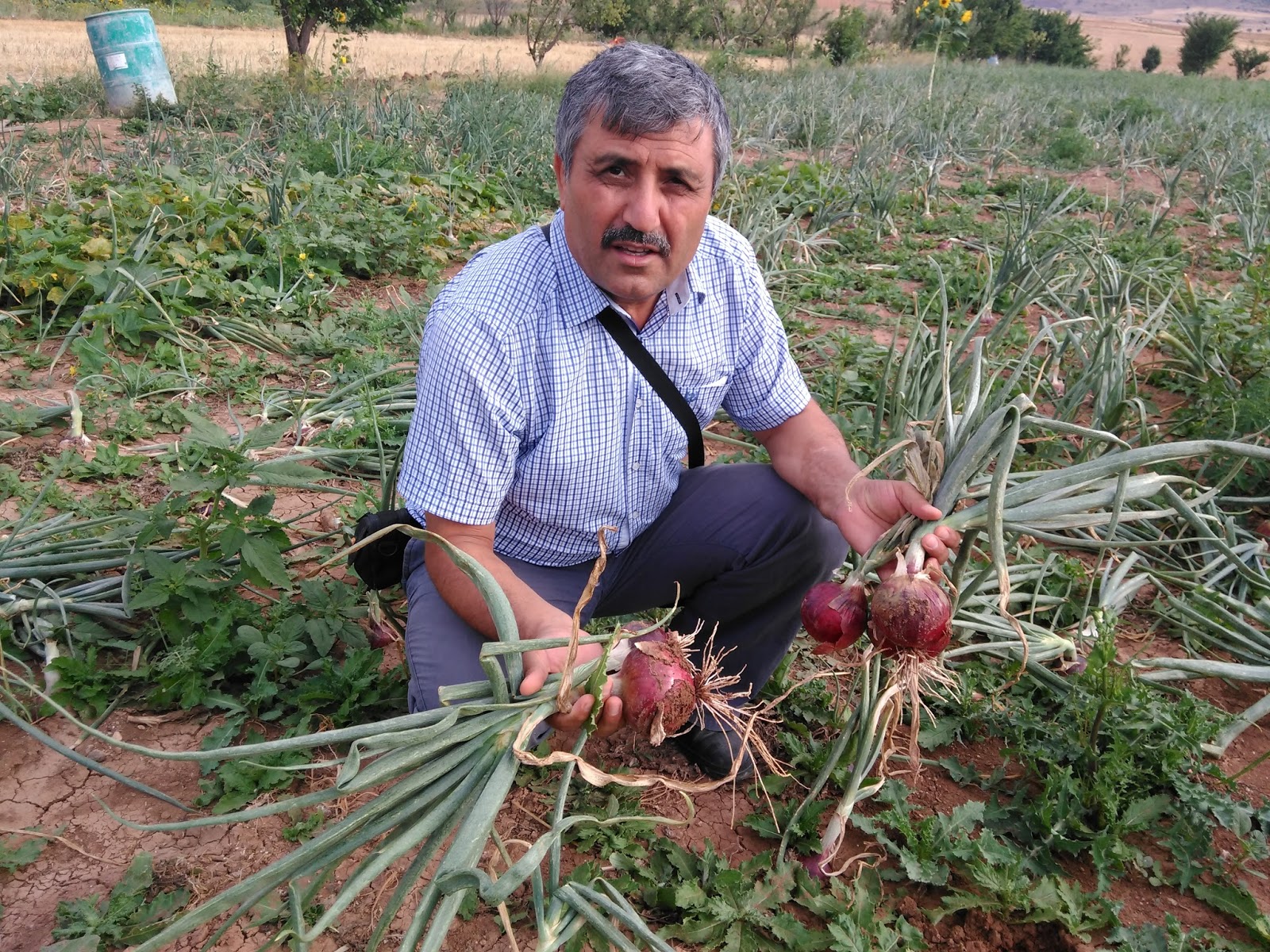 Aziz Özkan Tarım Bilgi Paylaşım Portalı Hoşgeldiniz: SOĞAN YETİŞTİRİCİLİĞİ