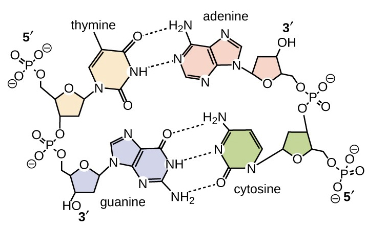 Ciri-Ciri DNA LENGKAP - Generasi Biologi