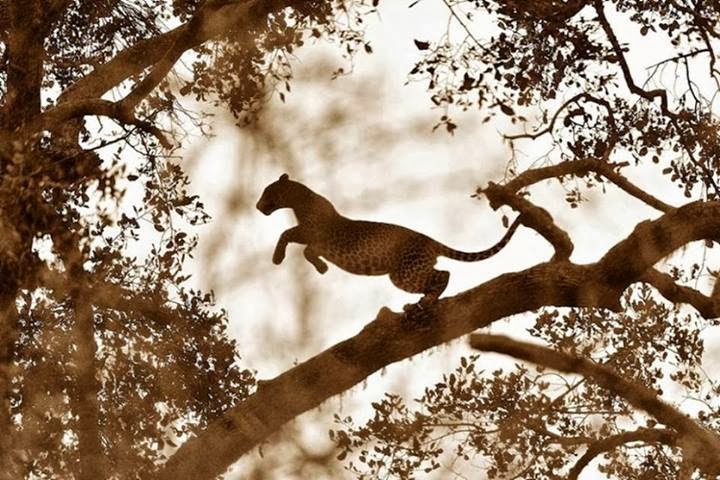 Wildlife Photos: Leopard in Action