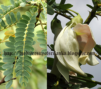 Biodiversity of Sri Lanka: කතුරු මුරුංගා[Katuru murumga]/Agati ...