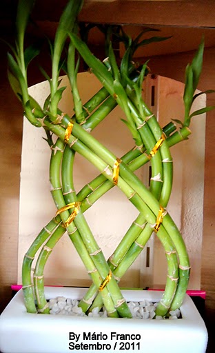 Meu Cantinho Verde: BAMBU-DA-SORTE - ( Lucky-bamboo )