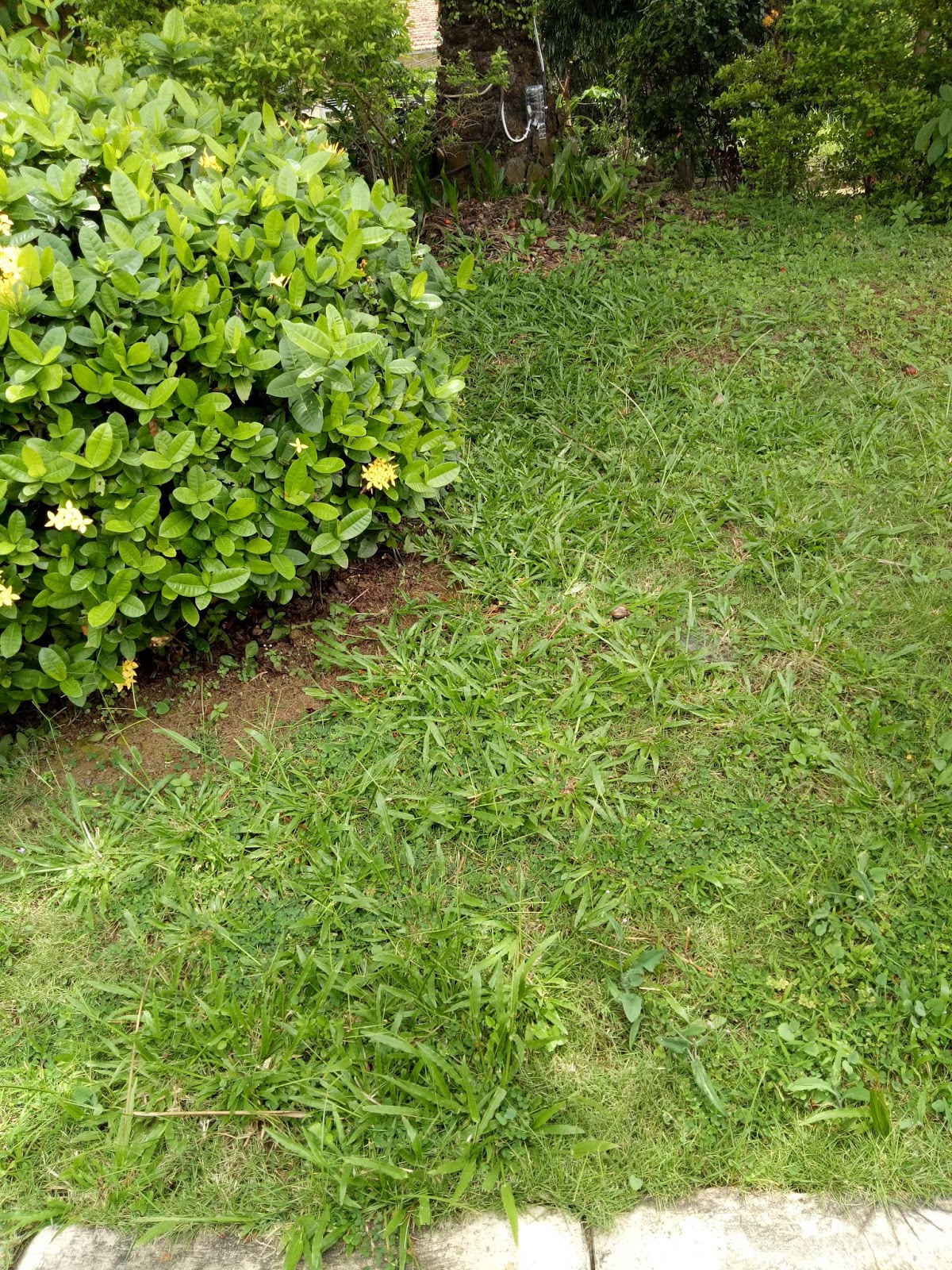 RUMPUT LAMURAN dan rumput gajah mini ~ SINOX NURSERY