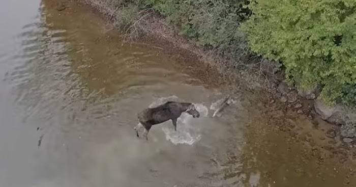 White Wolf : Intense footage shows a wolf and a moose battling for survival