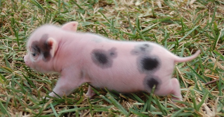 My Dog Leads Two Lives: The K9 Town Puppies First Rescue