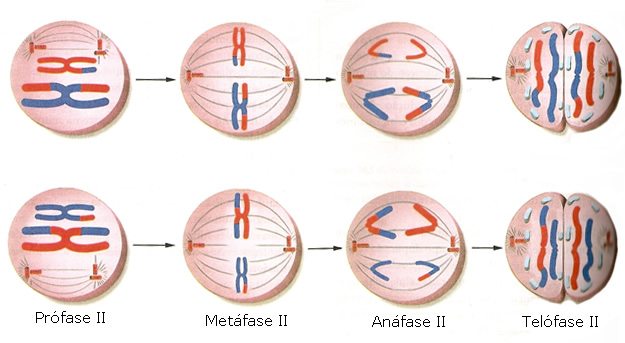 Medicina Veterinária: Divisão Celular