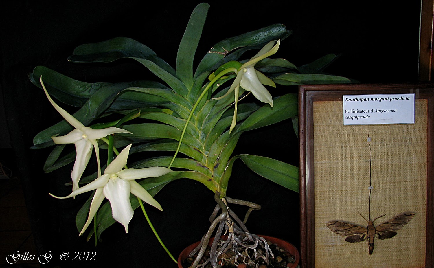 Angraecoid orchids: Angraecum sesquipedale Thouars. (1822)