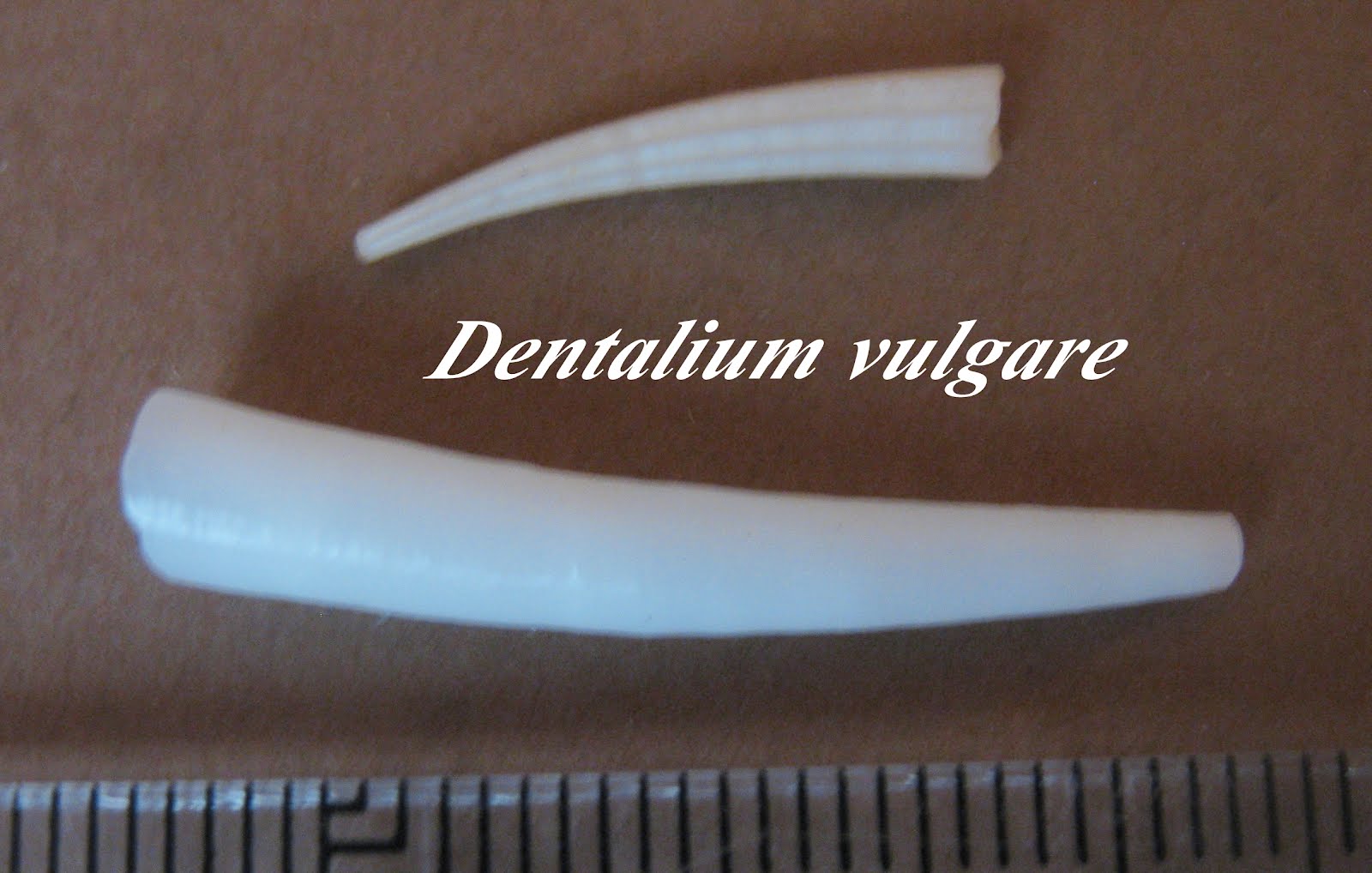 CUNCHAS DE ESTEIRO: Dentalium vulgare
