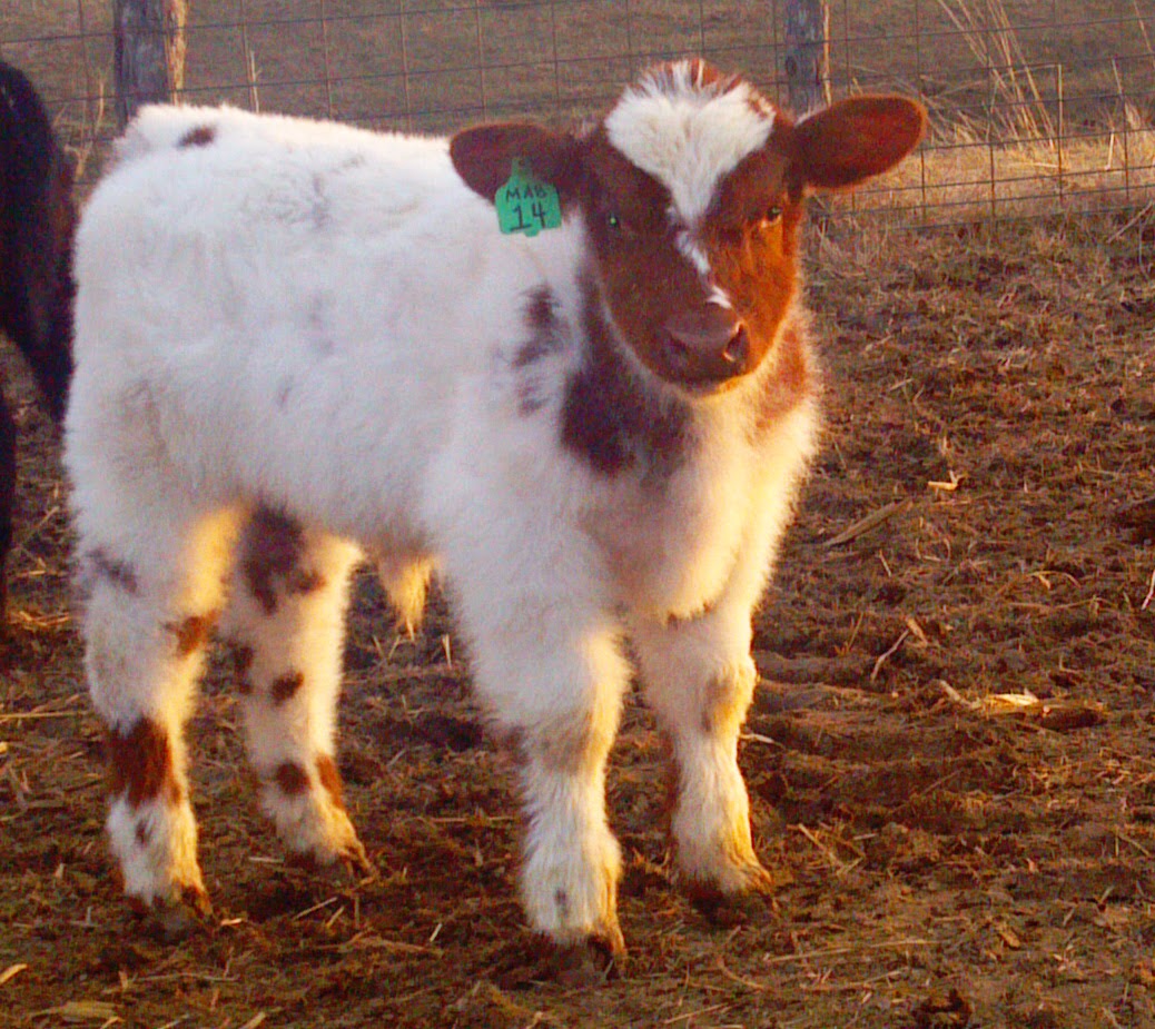 RCC Blog: MAB Embryo Calves