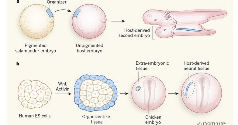 Un organisateur de Spemann produit à partir de cellules humaines