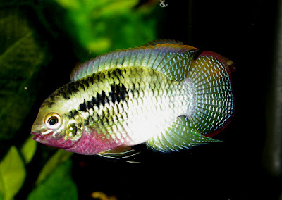 Peces y plantas ornamentales: Aequidens Dorsiger - Cíclido de pecho rojo