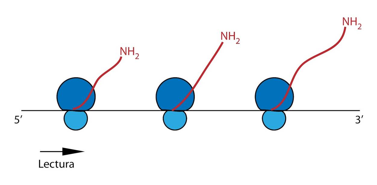 Química Biológica - Paola Beassoni: Dogma central: Traducción