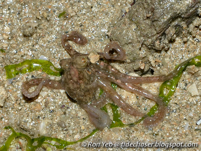 tHE tiDE cHAsER: Cephalopods (Phyllum Mollusca: Class Cephalopoda) of ...