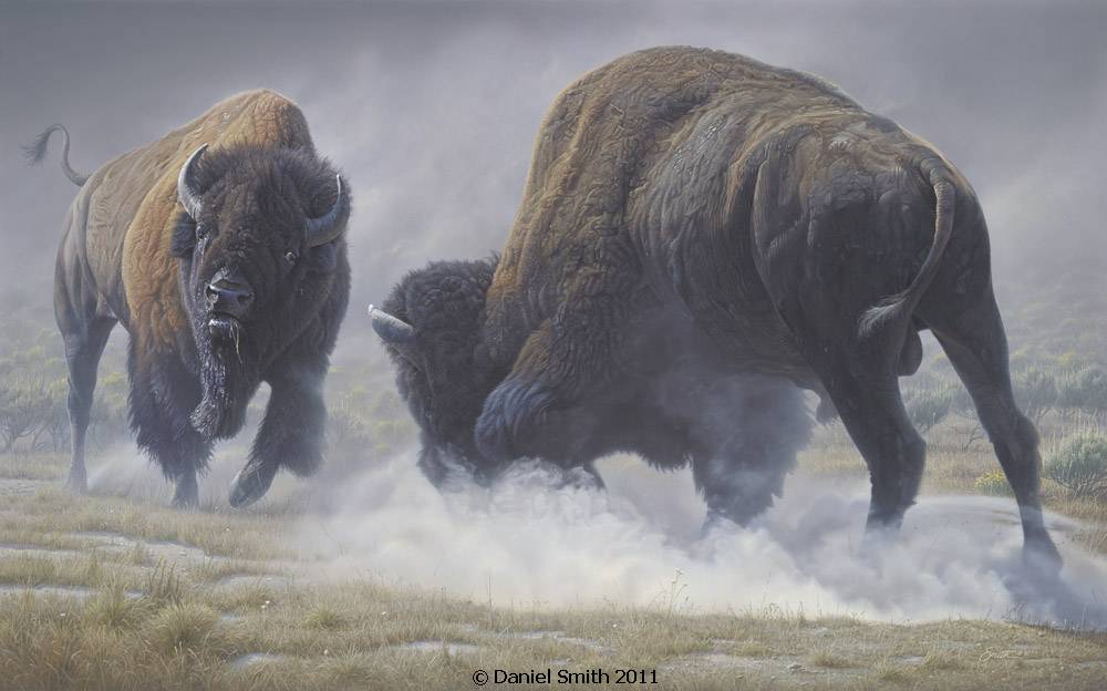 White Wolf : Daniel Smith - Amazing realistic American wildlife artist.