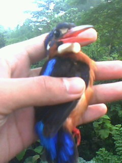 Burung tengkek - Trend burung