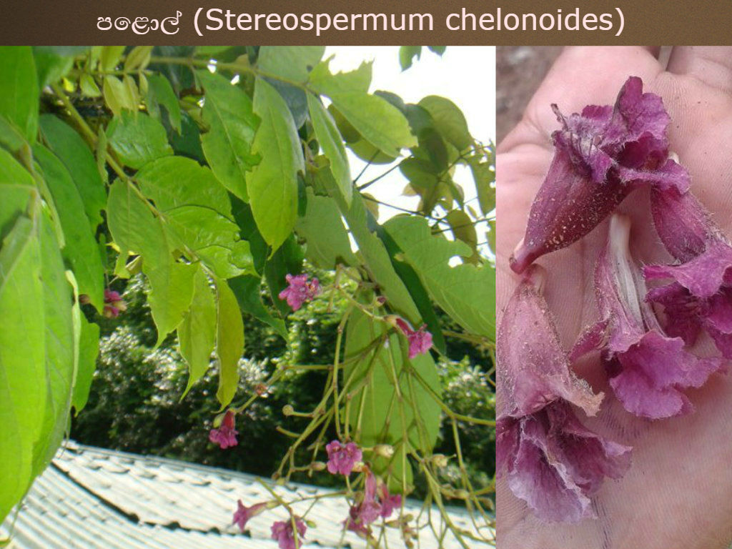 පළොල් [Palol] (Stereospermum chelonoides) ~ අපේ ඔසුපැළ Medicinal Plants ...