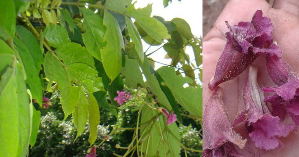 පළොල් [Palol] (Stereospermum chelonoides) ~ අපේ ඔසුපැළ Medicinal Plants ...