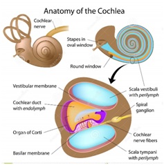 Comparando e Aprendendo!: Comparando a audição dos seres humanos com os ...