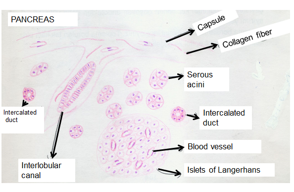 Gastrointestinal System