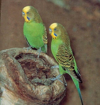 pericos australianos todo lo lo que necesitas saber