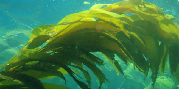 Pulitissima: LE ALGHE