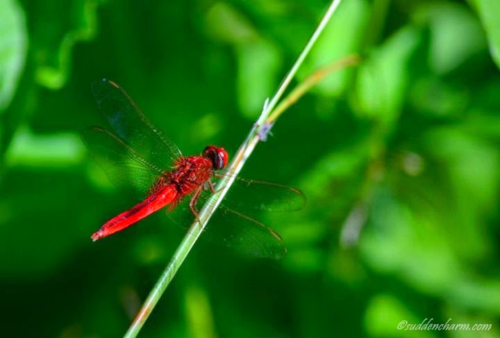 Blue And Red Dragonfly New Photos ~ Charming collection of Photos ...