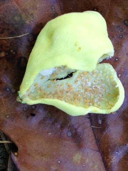 Springfield Plateau: Sumac Gall