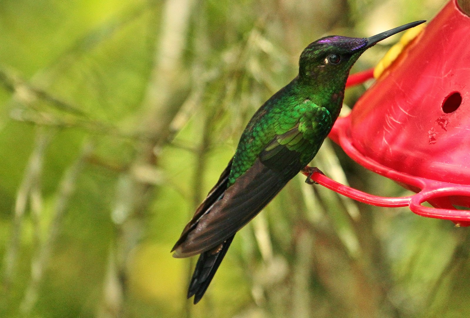 Nuestro bello mundo...: Hummingbirds, Colibris, second part, pictures ...