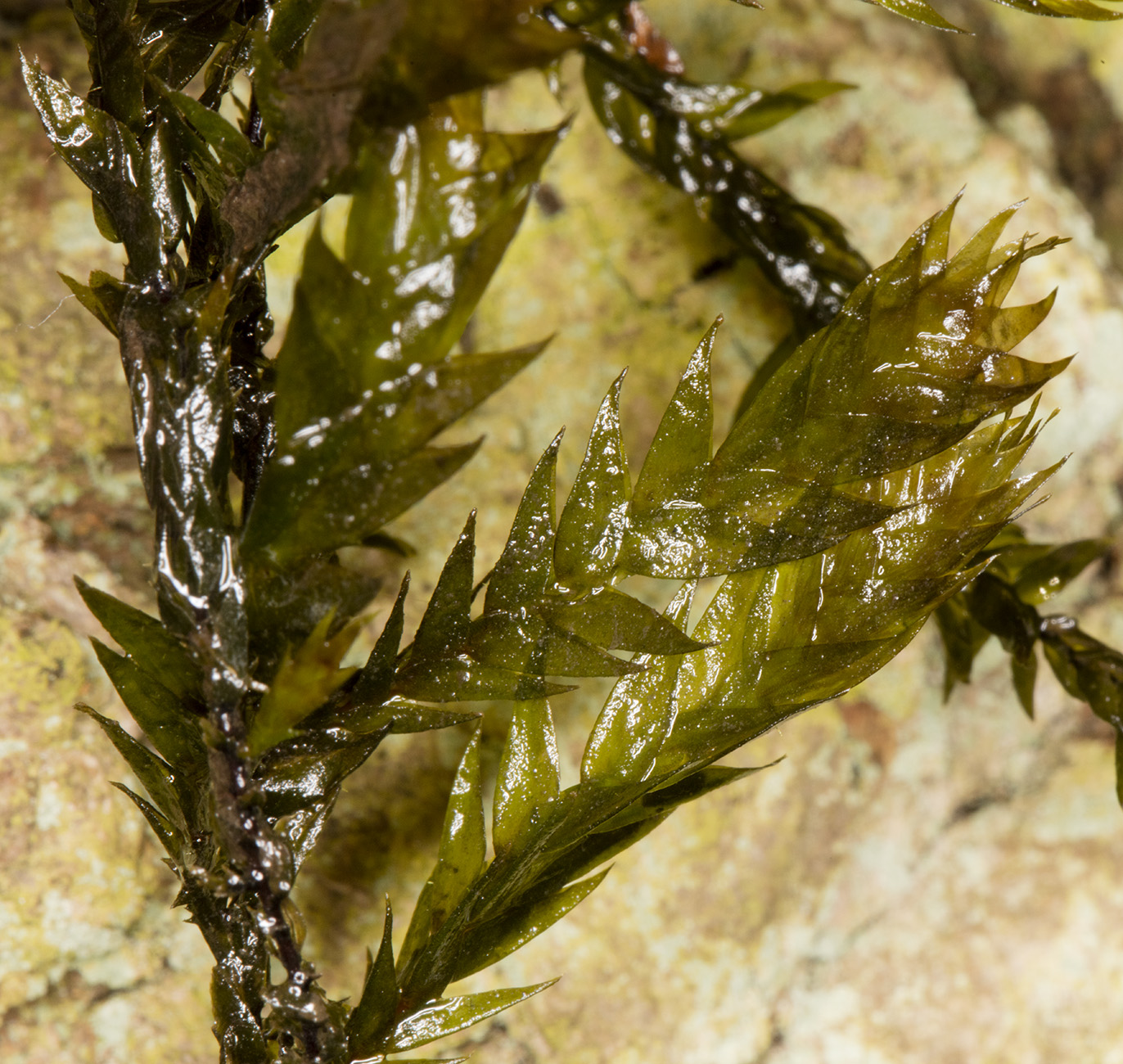 Naturally: March 2016