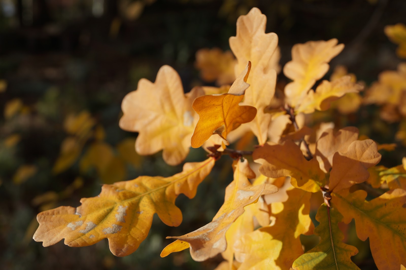 Dědečkova zahrada: Až opadá listí z dubu