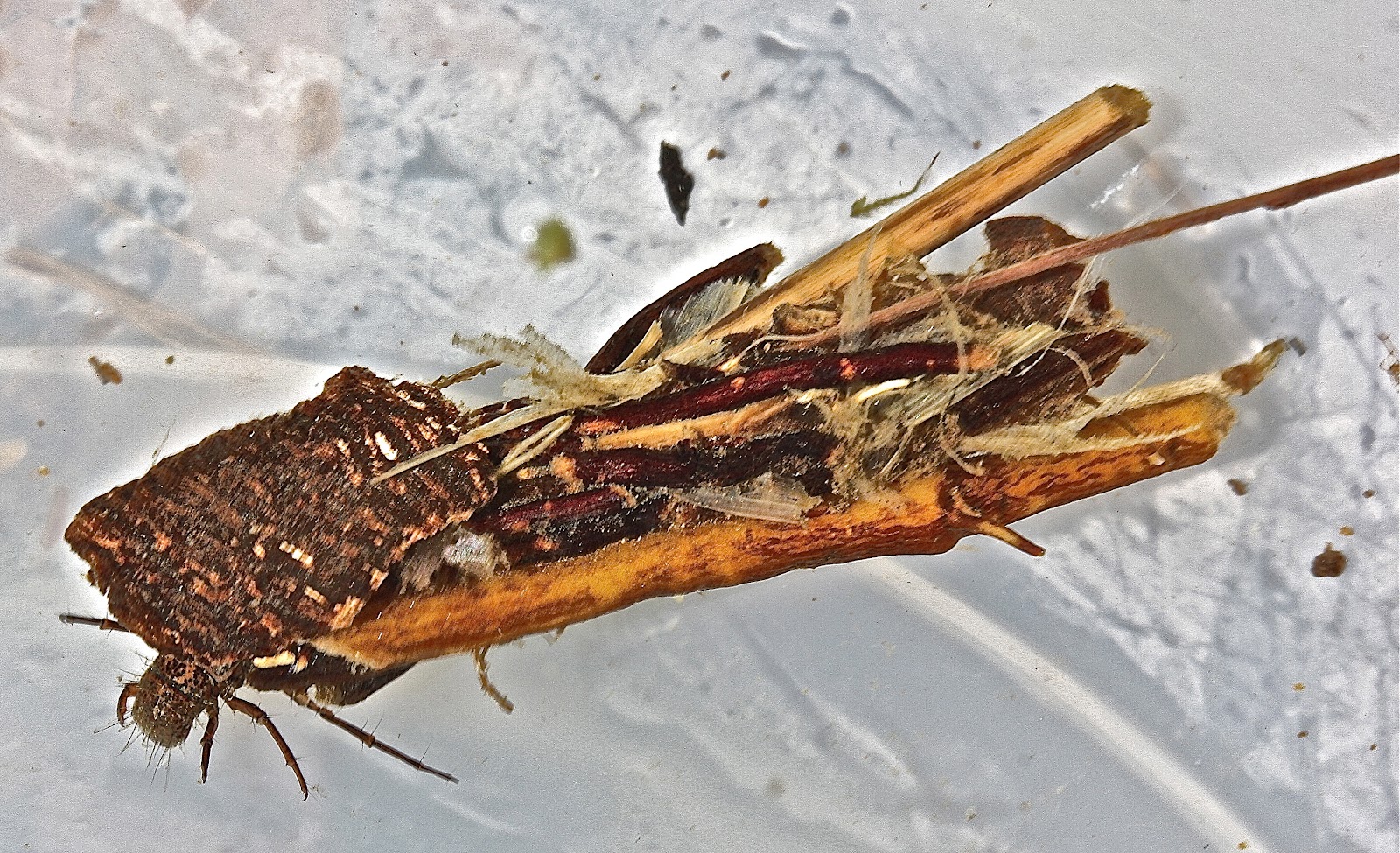 Aquatic Insects of Central Virginia: Pycnopsyche gentilis and ...