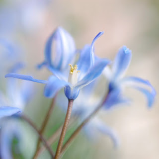 TonyaUtkina: Spring flowers in blue red and yellow