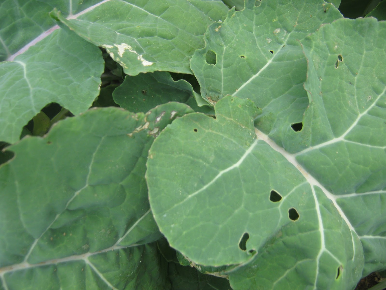 The Disease Doctors: HOME AT THE CCCC FARM