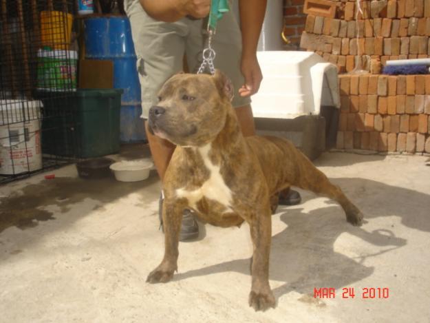Imagenes de perros pitbull bully blue - Imagui