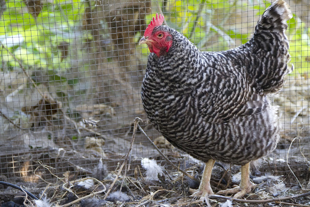 Chicken Women: The Larger the Comb...