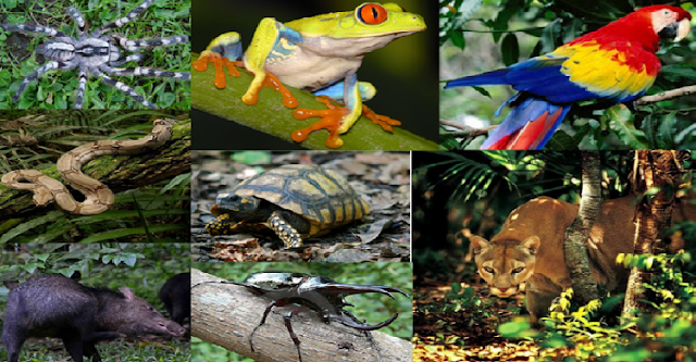 Ecorregión selva alta : CONOCIENDO LA SELVA DEL PERÚ