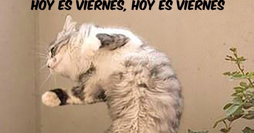 HUMOR CANALLA: HOY ES VIERNES, HOY ES VIERNES!!!! (2053)