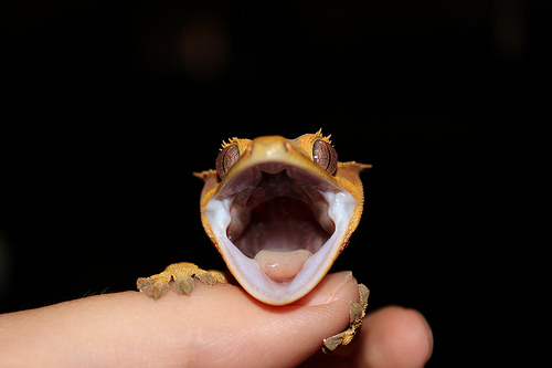 A Rock in the Desert: Your Most Commonly Asked Questions Answered