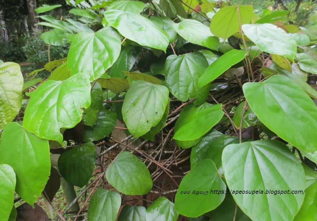 වෙනිවැල් [Veniwel] (Coscinium fenestratum) ~ අපේ ඔසුපැළ Medicinal ...