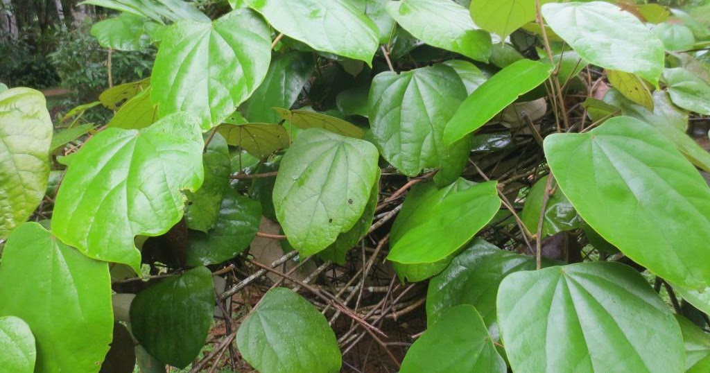 වෙනිවැල් [Veniwel] (Coscinium fenestratum) ~ අපේ ඔසුපැළ Medicinal ...