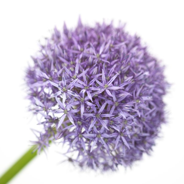 Flowers: Allium