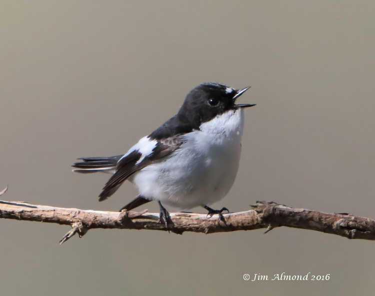 Shropshire Birder: Bridges - Pied Flycatchers