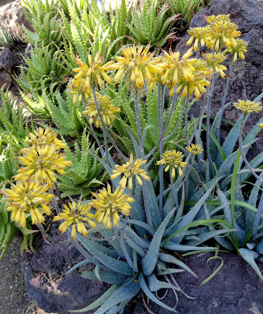 danger garden: Huntington Fridays from 2014, the Desert Garden chapter 1