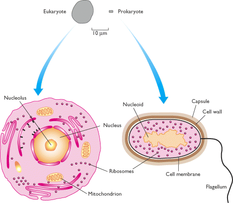 Baby.Ology: BAB TUJUH, evolusi