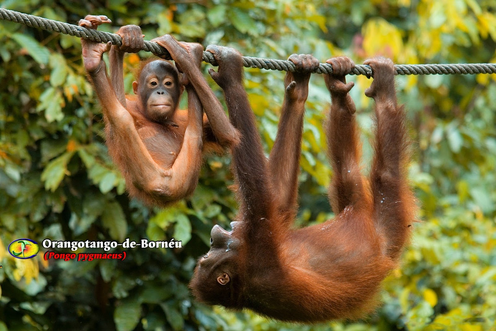 Zoologia: Orangotango-de-Bornéu (Pongo pygmaeus)