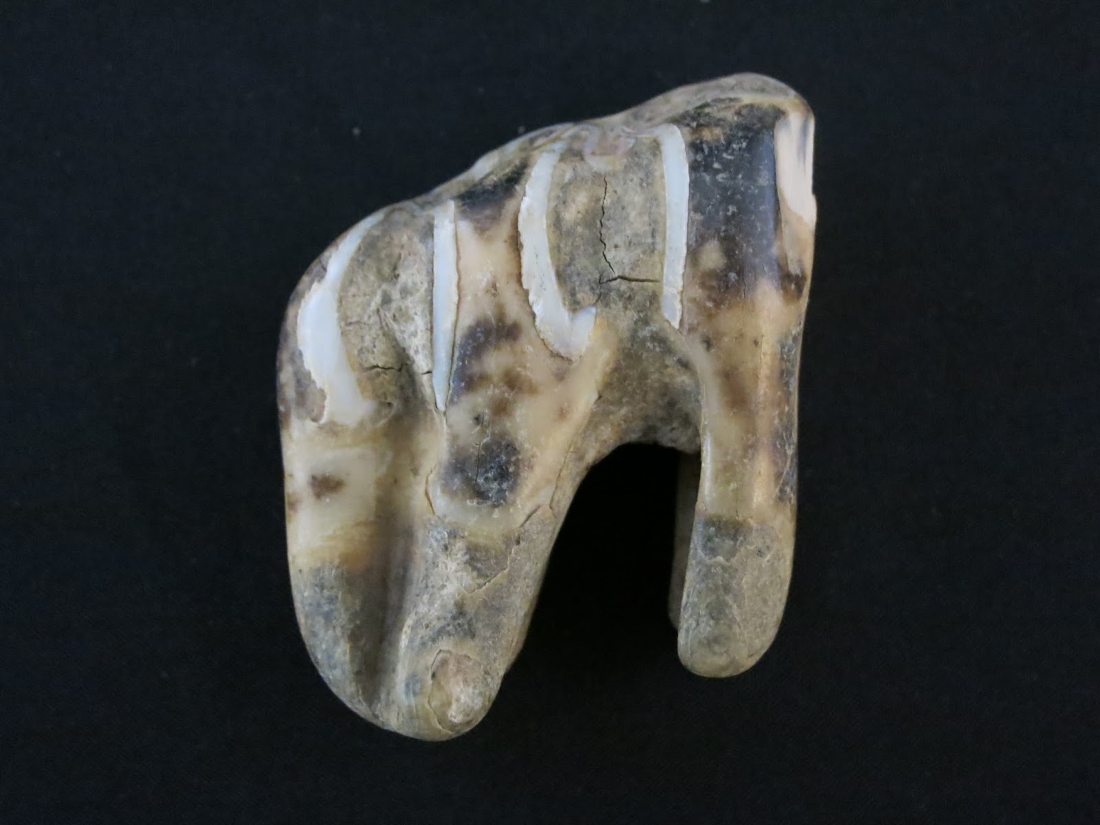 Peace River Museum, Archives and Mackenzie Centre: Fossilized Teeth