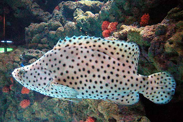 Kerapu | Budidaya Ikan | Ikan Hias | Resep Ikan | Gambar dan Video