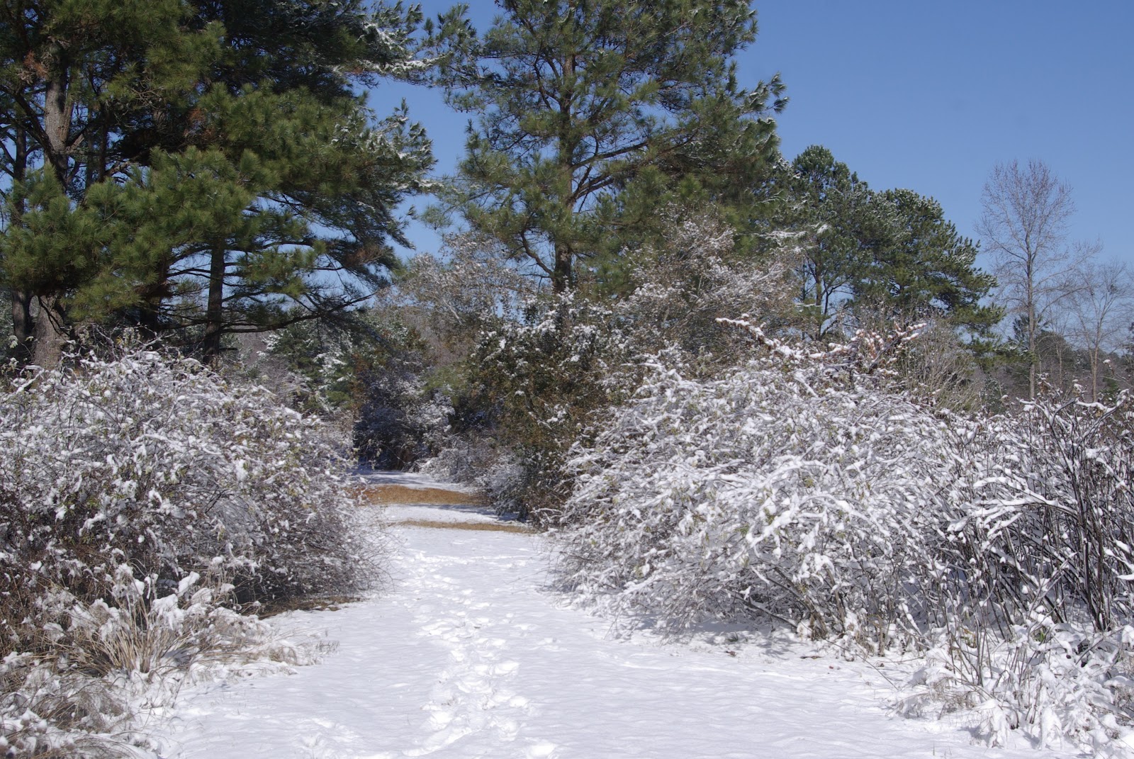 sweetbay: Snow and flowers